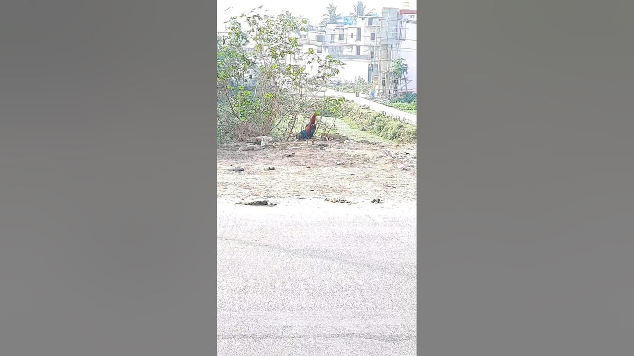 Mitrata Ka Adarsh YouTube mitrata-ka-adarsh-youtube