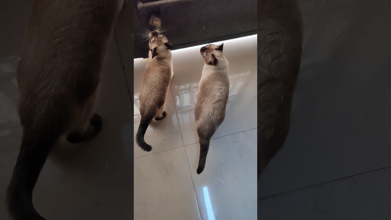 Talkative siamese Cats meowing and yelling demanding to go outside ...