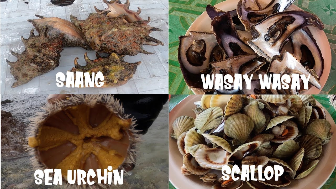 Sea Urchin, Saang, Wasay Wasay, Scallop | Gigantes Island - YouTube