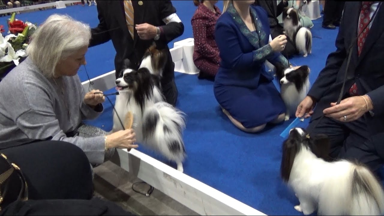 Papillon AKC National Champion Ship Show 2022 Florida - YouTube