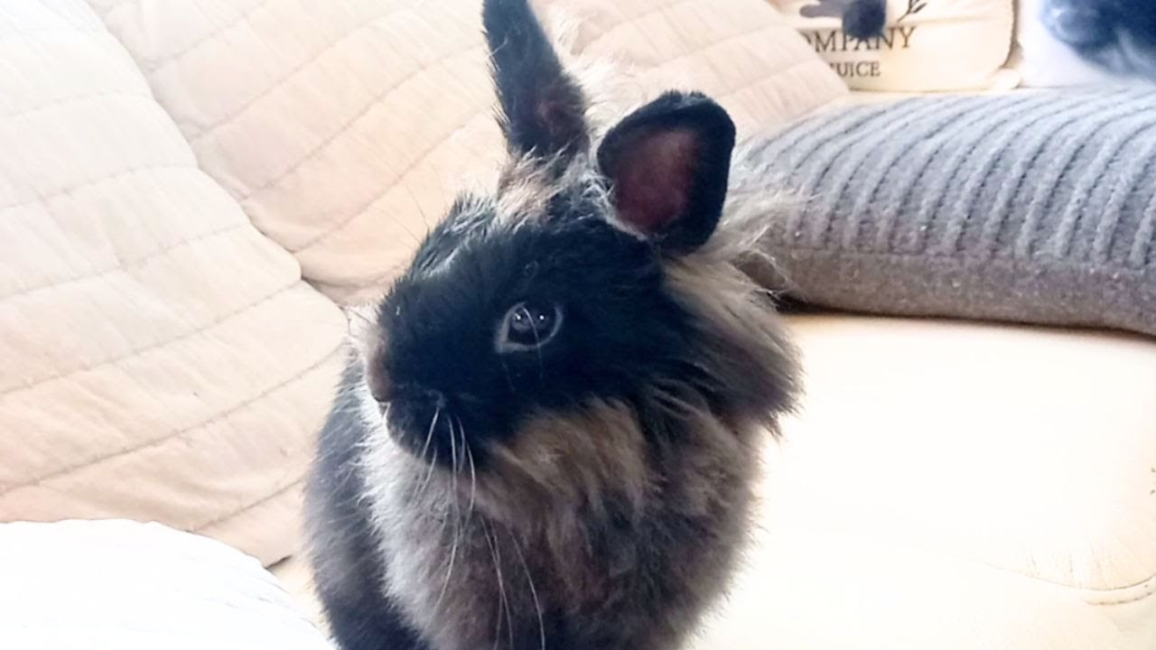 cute bunny cat and dog friends/ house rabbit life /Dinky - YouTube