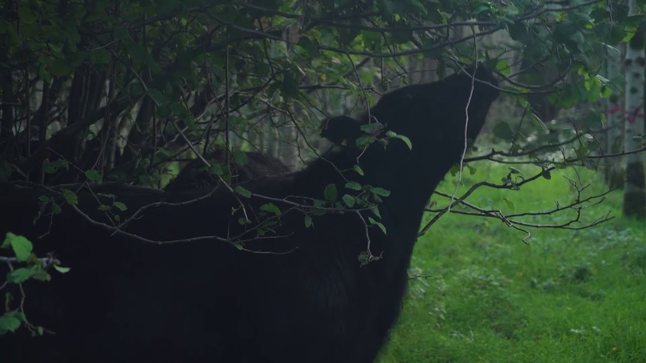 Jane Shackleton – Organic beef farmer - YouTube