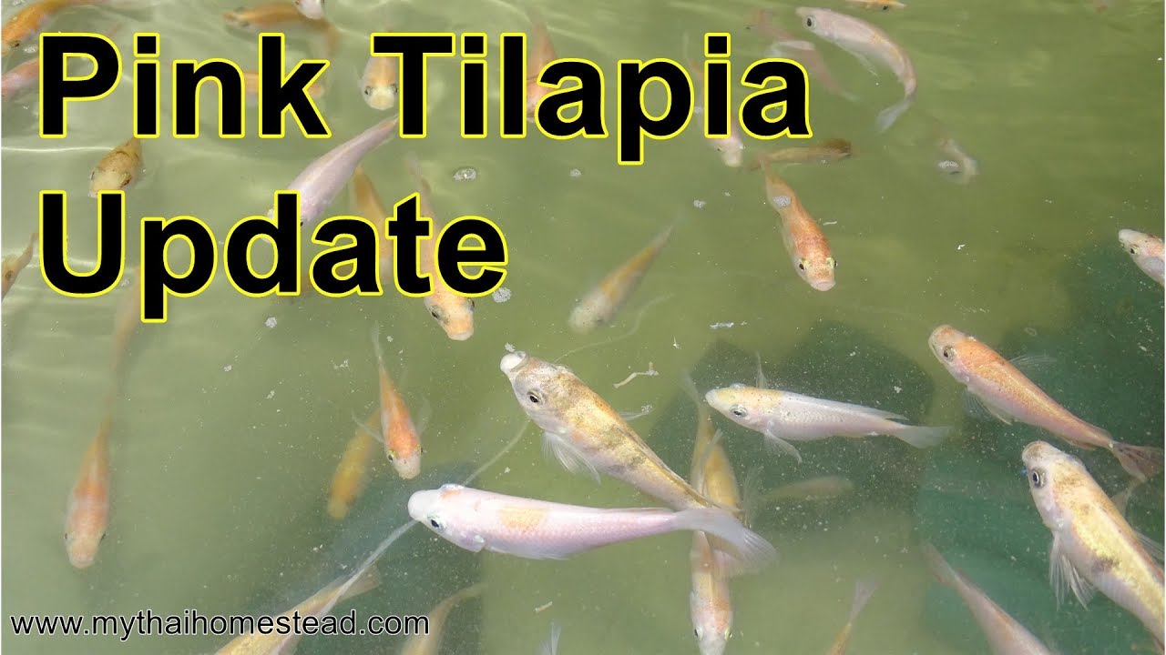 Pink Tilapia fish farm update, 1 month in the tank. - YouTube