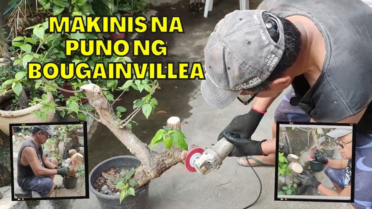 Bougainvillea Bonsai | Ano ang gagawin sa malalaking puno ng ...