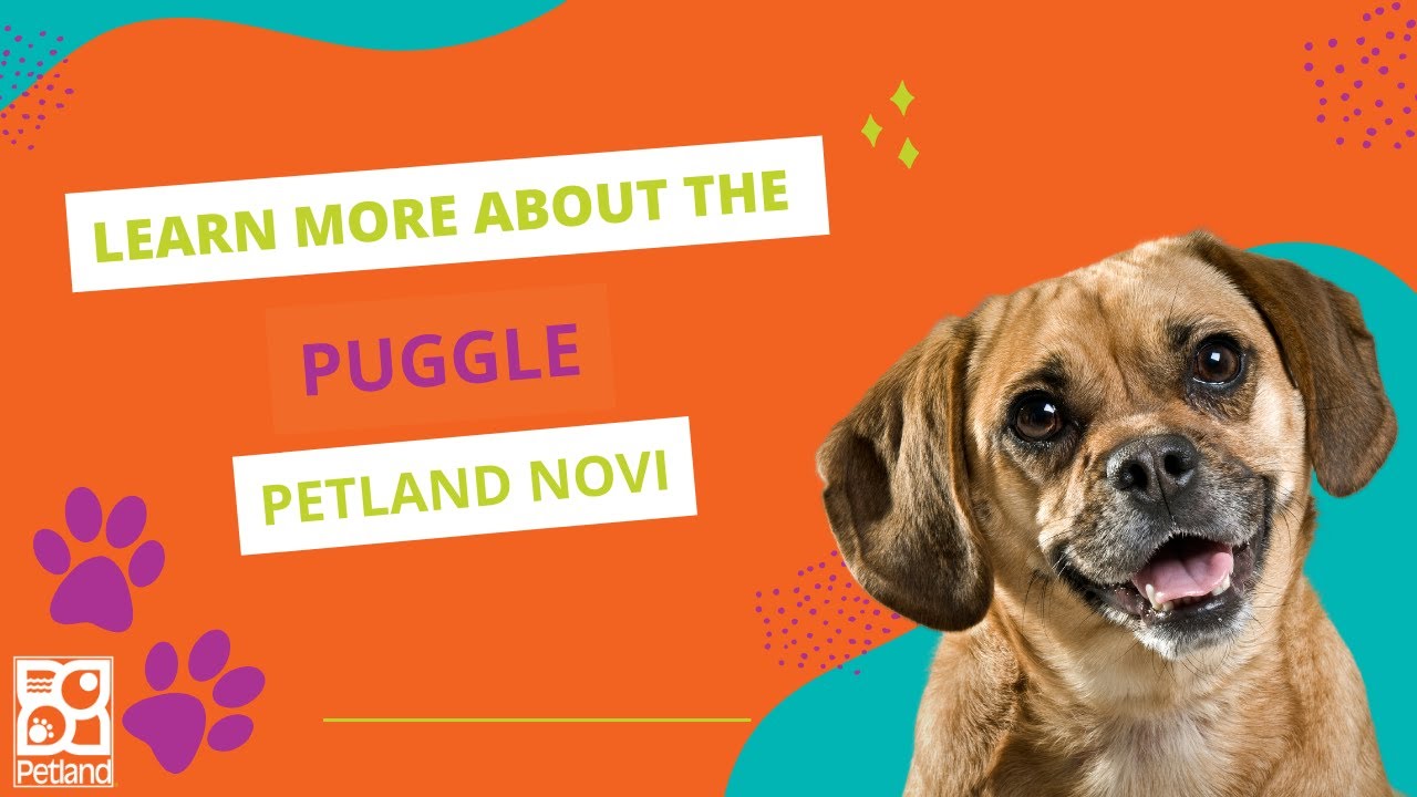 Learn Puggle Fun Facts - YouTube