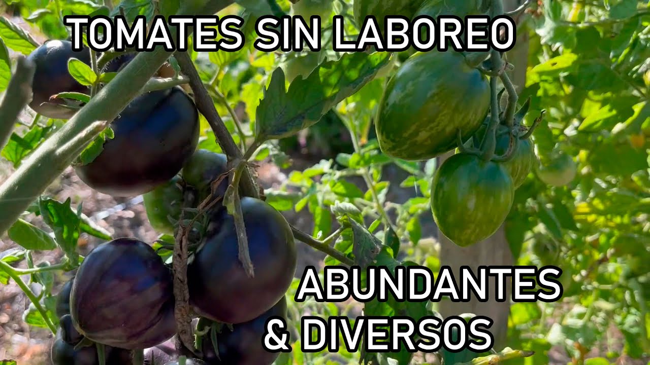TOMATES sin LABOREO - Entutorando Abundancia BIODIVERSA - YouTube