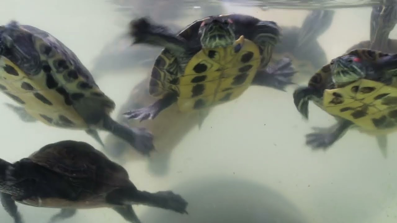 cute little turtles - YouTube