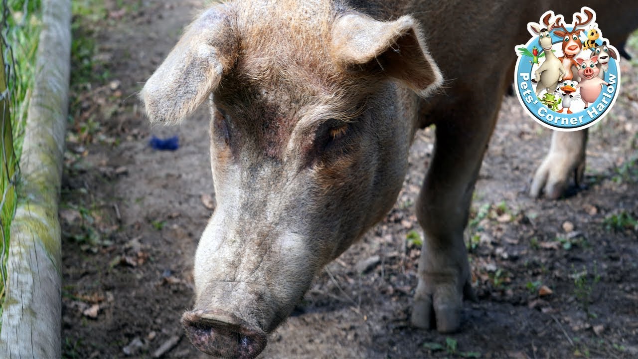 Pets' Corner Harlow: Pigs Montage - YouTube