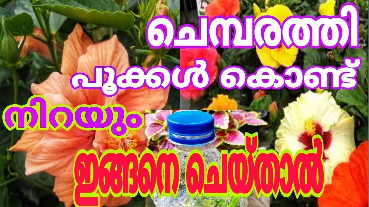 Chembarathi Chedi മൊട്ടുകൾ കൊണ്ട് നിറയാൻ എളുപ്പവഴികൾ - YouTube