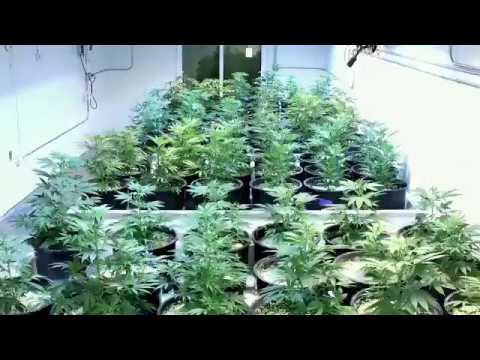 Esrarın büyüme evreleri 2