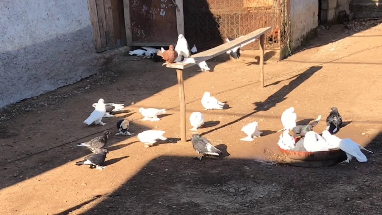 Pellumbat e ditit postribe shkoder 2019 - YouTube