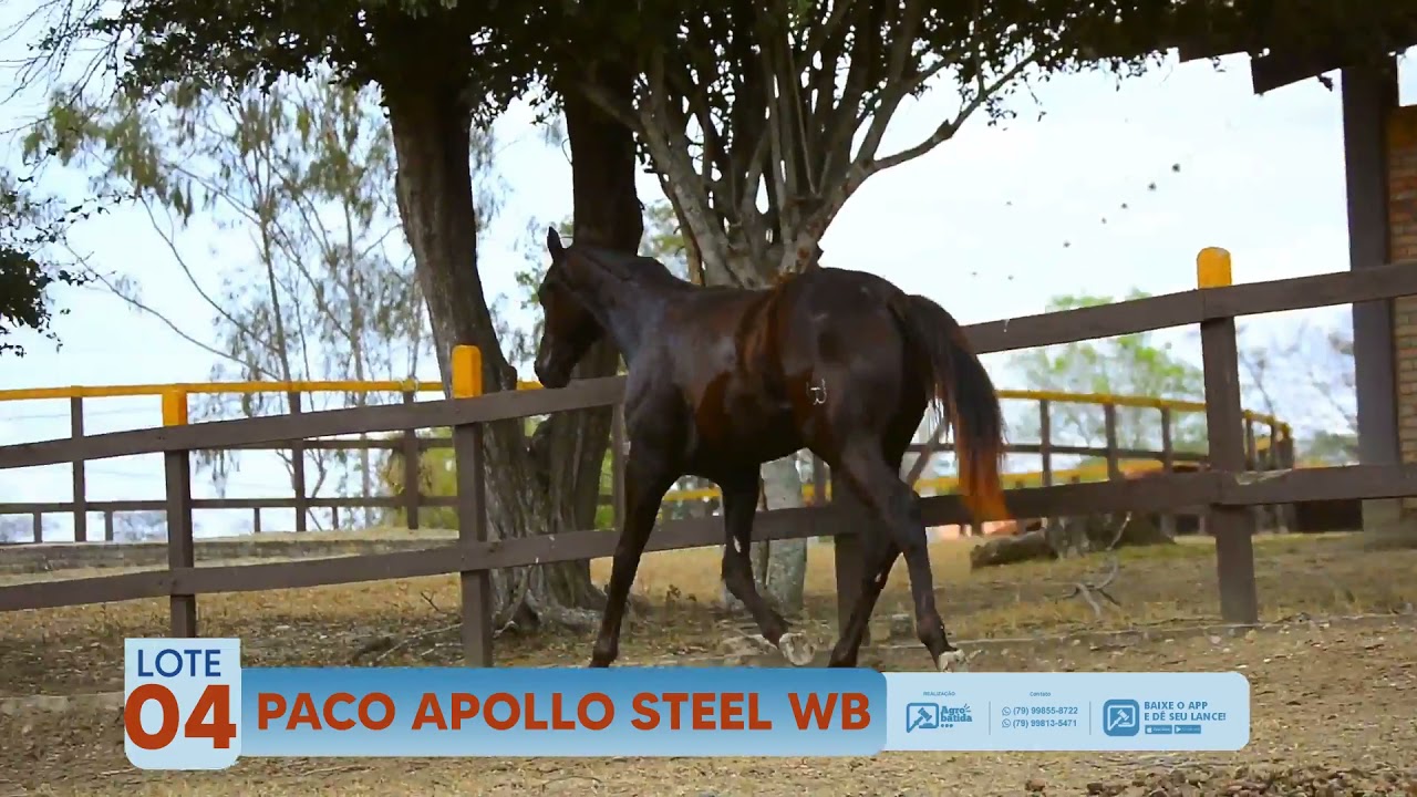 04 PACO APOLLO STEEL WB - YouTube