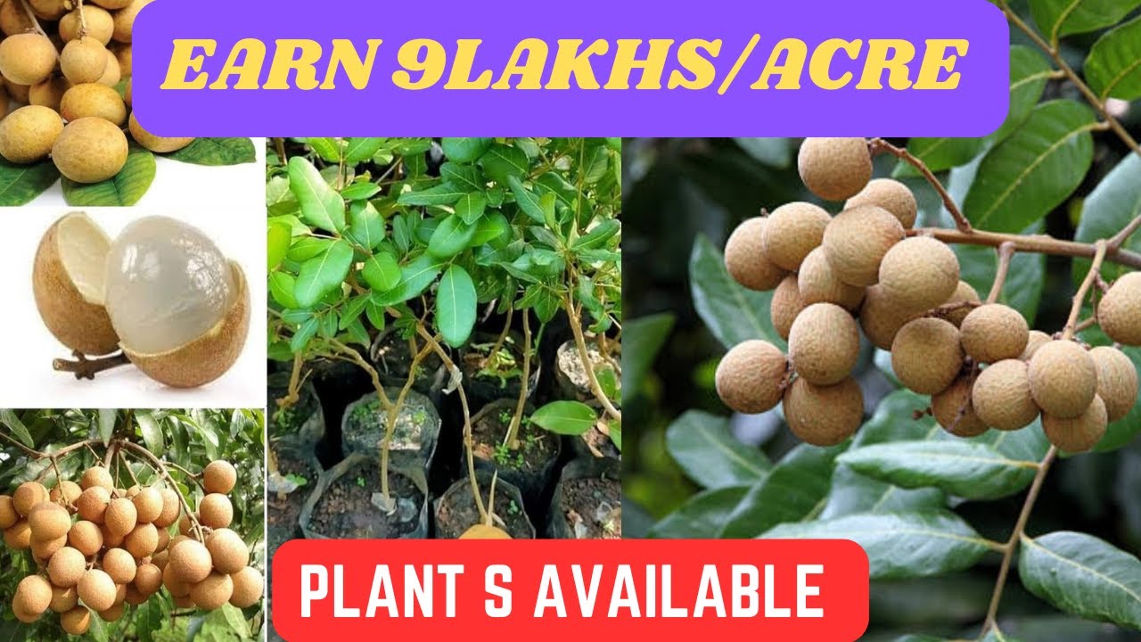 Longan Fruit Farming in Hindi/कमाई 9 लाख/एकड़/Longan cultivation/Longan plants available/Longan ...