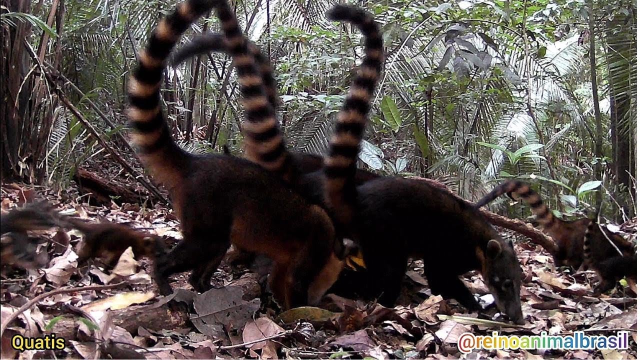 Quati com Filhotes - Bando de Quatis com Filhotes - Família de Quatis ...