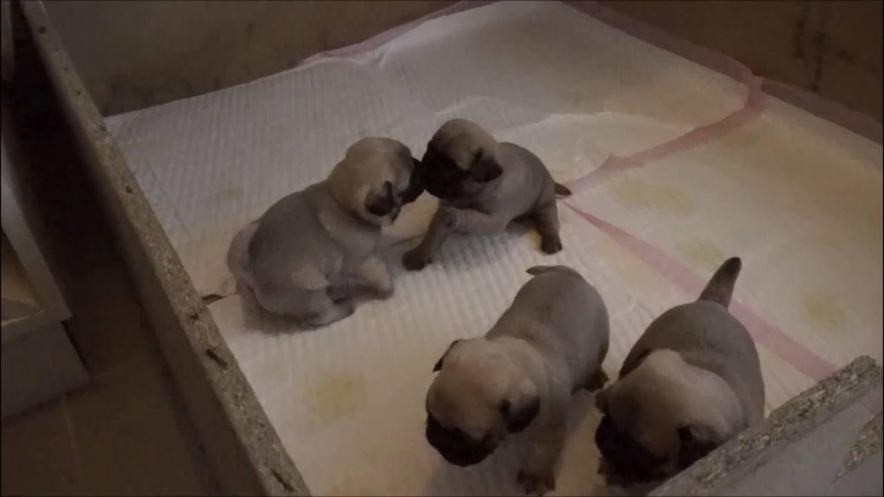 Funny 3 week old pug puppies - YouTube