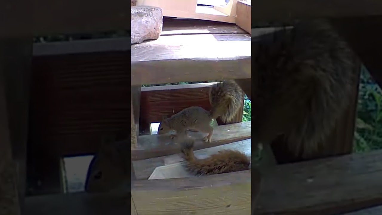 Cute 🥰 bro & sis squirrels fussing and scratching - YouTube