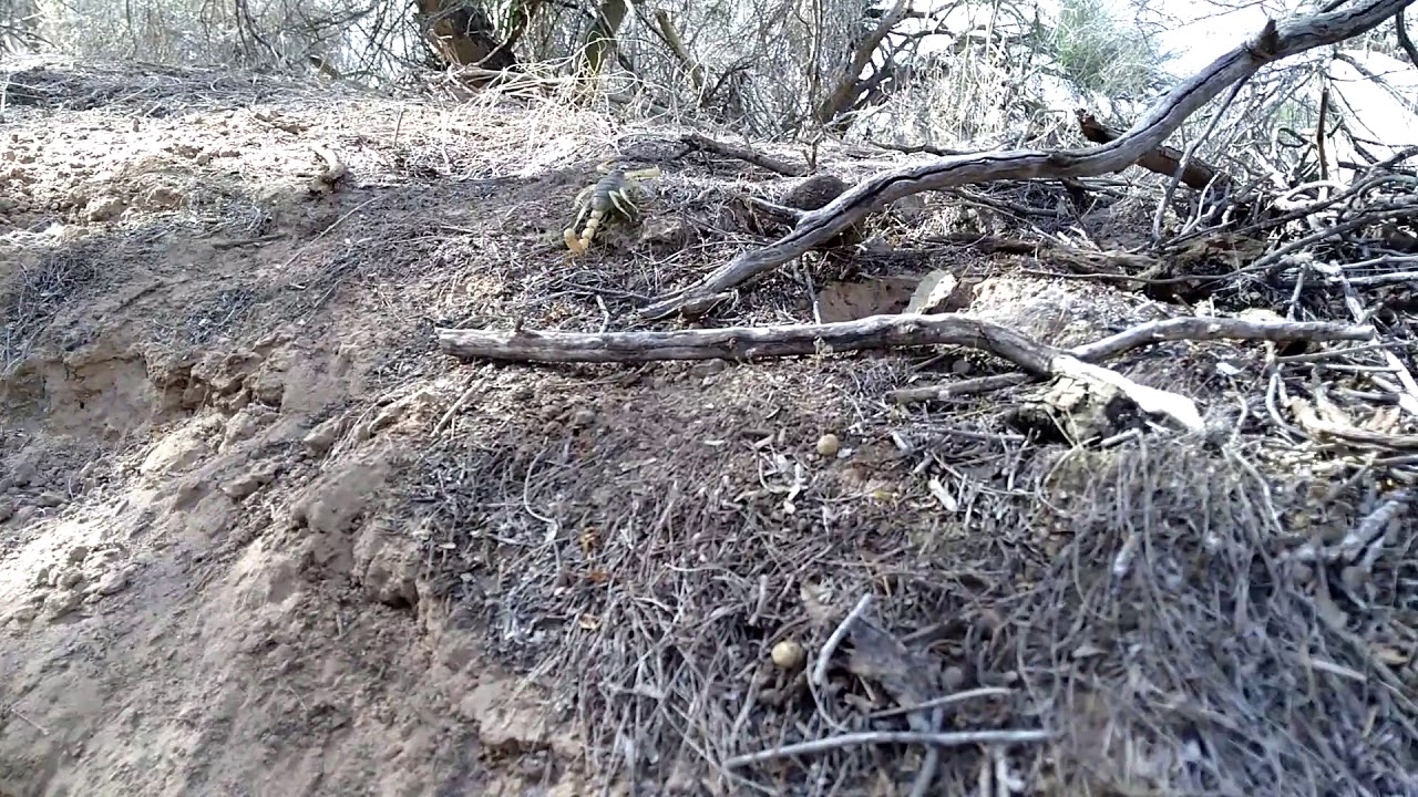 Big Scorpion Climbing - YouTube