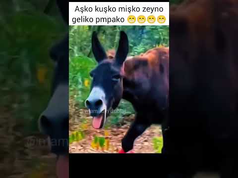 mehmet aşko diyen eşek #dublaj #shorts