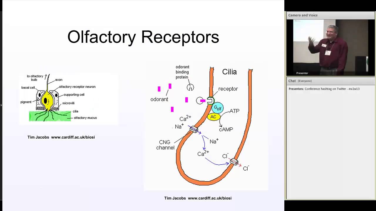 Physiology of Smell (Excerpt from Communicating Odors to Diverse ...