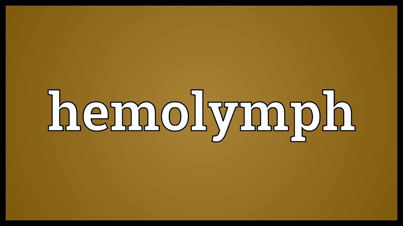 Hemolymph Meaning - YouTube