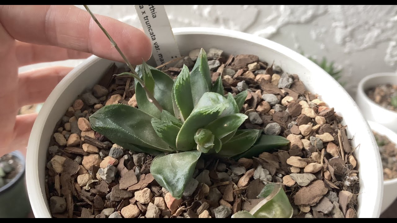 Best propagation methods (leaf, cutting, offset) for different types of ...