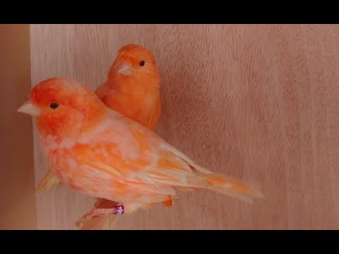 Birdroom Update - Red Factor Canaries, more Budgies and Lino flooring ...