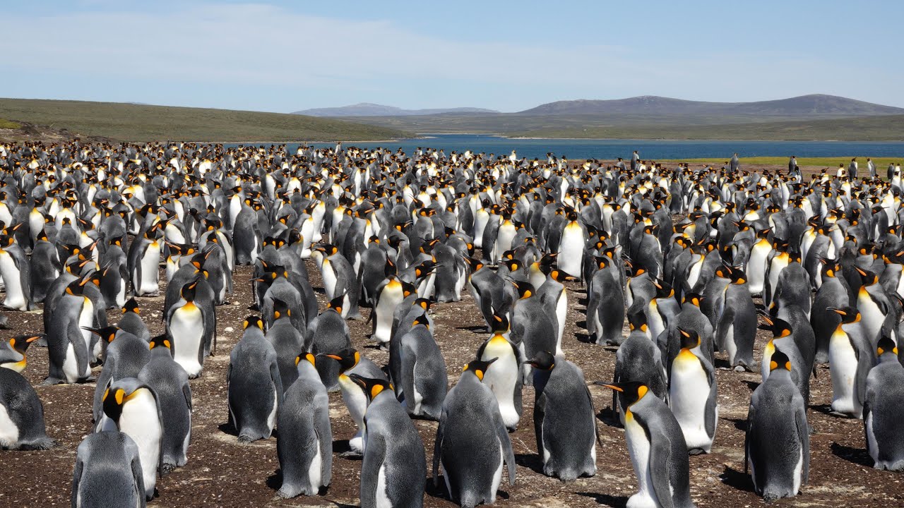 Falkland Islands Penguins - YouTube