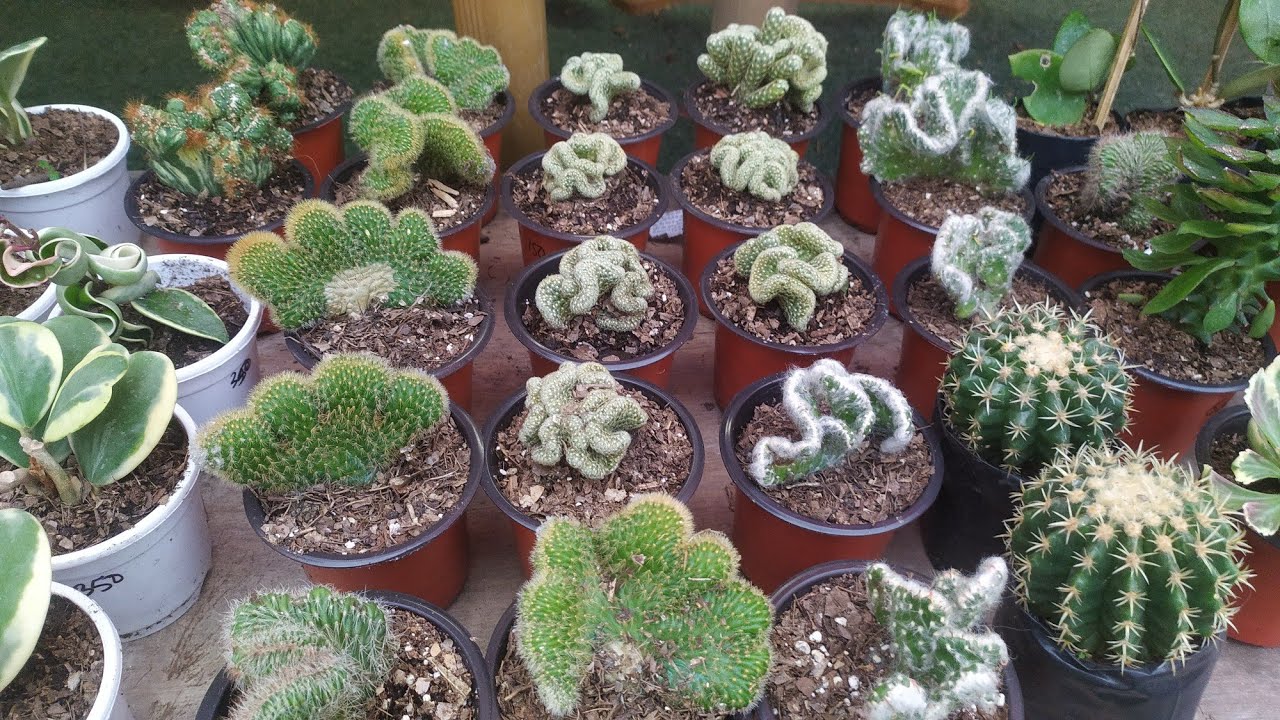 Flower Exhibition by KHAFA at IP Park Kalimpong - YouTube