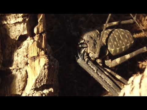 ALIEN IS HUNTING / TAILLESS WHIP SCORPION / DAMON MEDIUS / ALIEN AUF ...