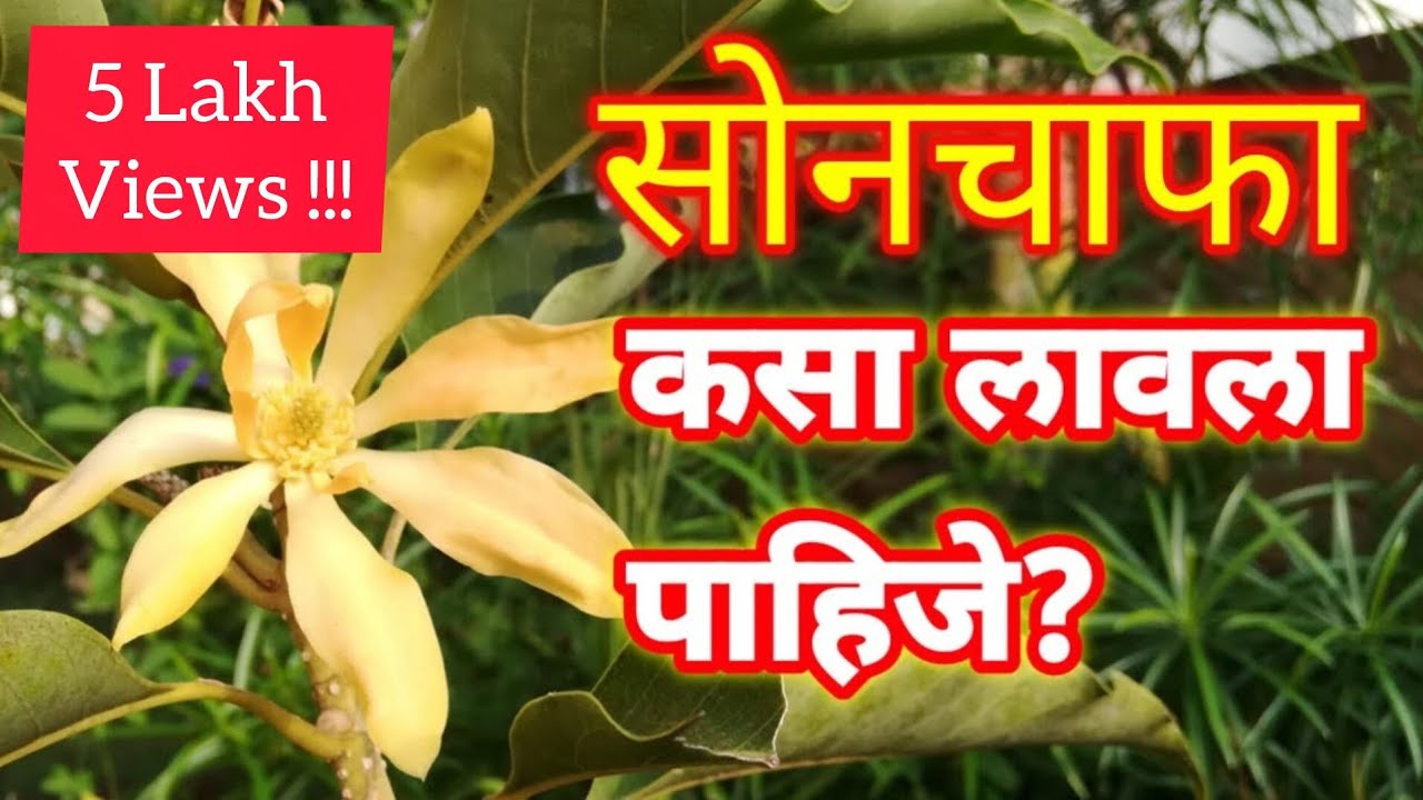 सोनचाफा | Sonchafa phool | son chapha | Champa | son champa | chafa ...