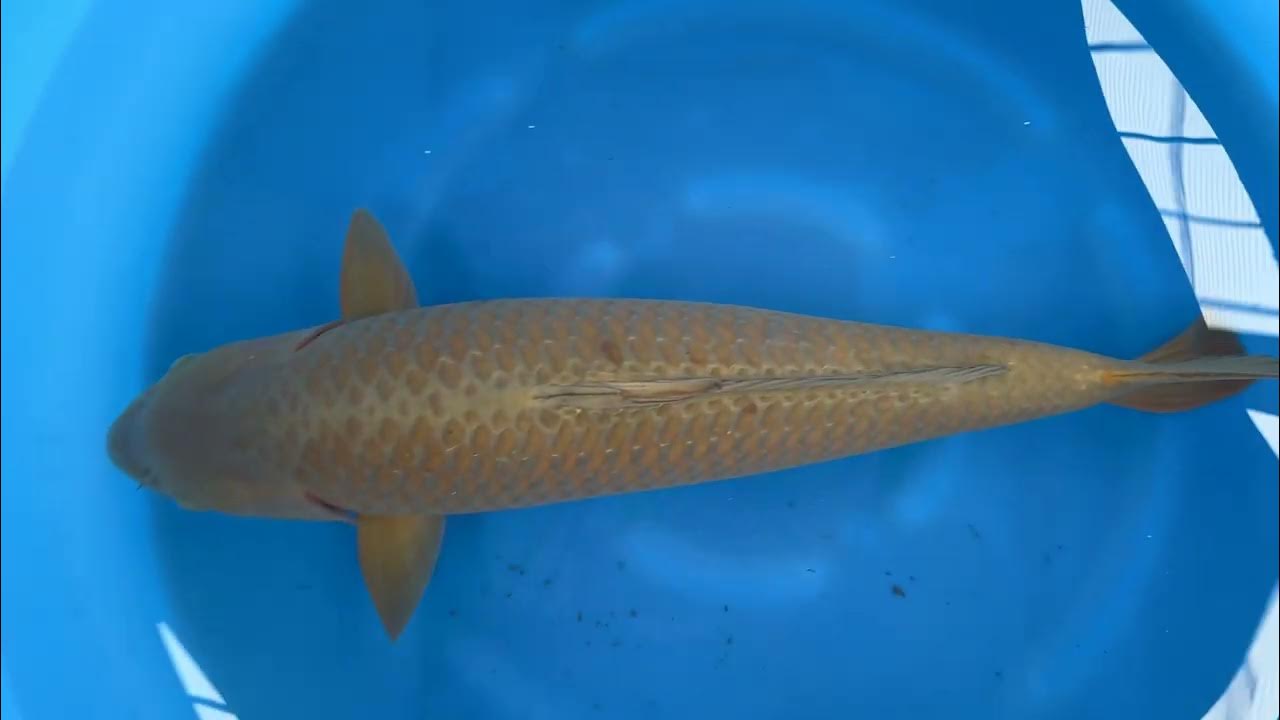 202210 SP-B104 Maruhiro Gosai Chagoi 83cm WYSIWYG - YouTube