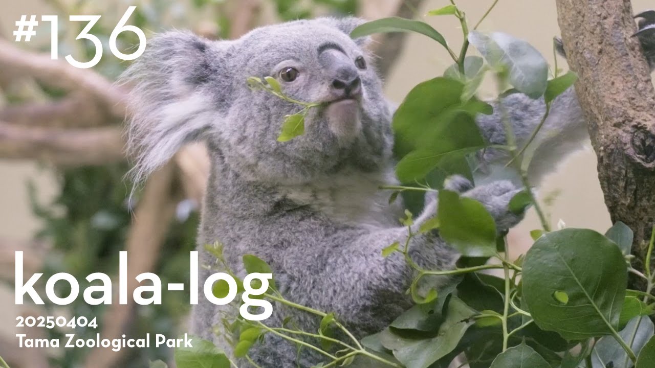 [koala-log] コアラログ #136 多摩動物公園 250404 🐨 - YouTube