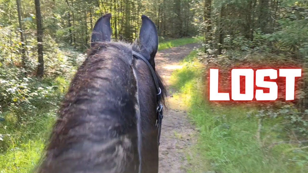 Lost in the woods with Queen👑Uniek and Reintje the Friesian Horses ...