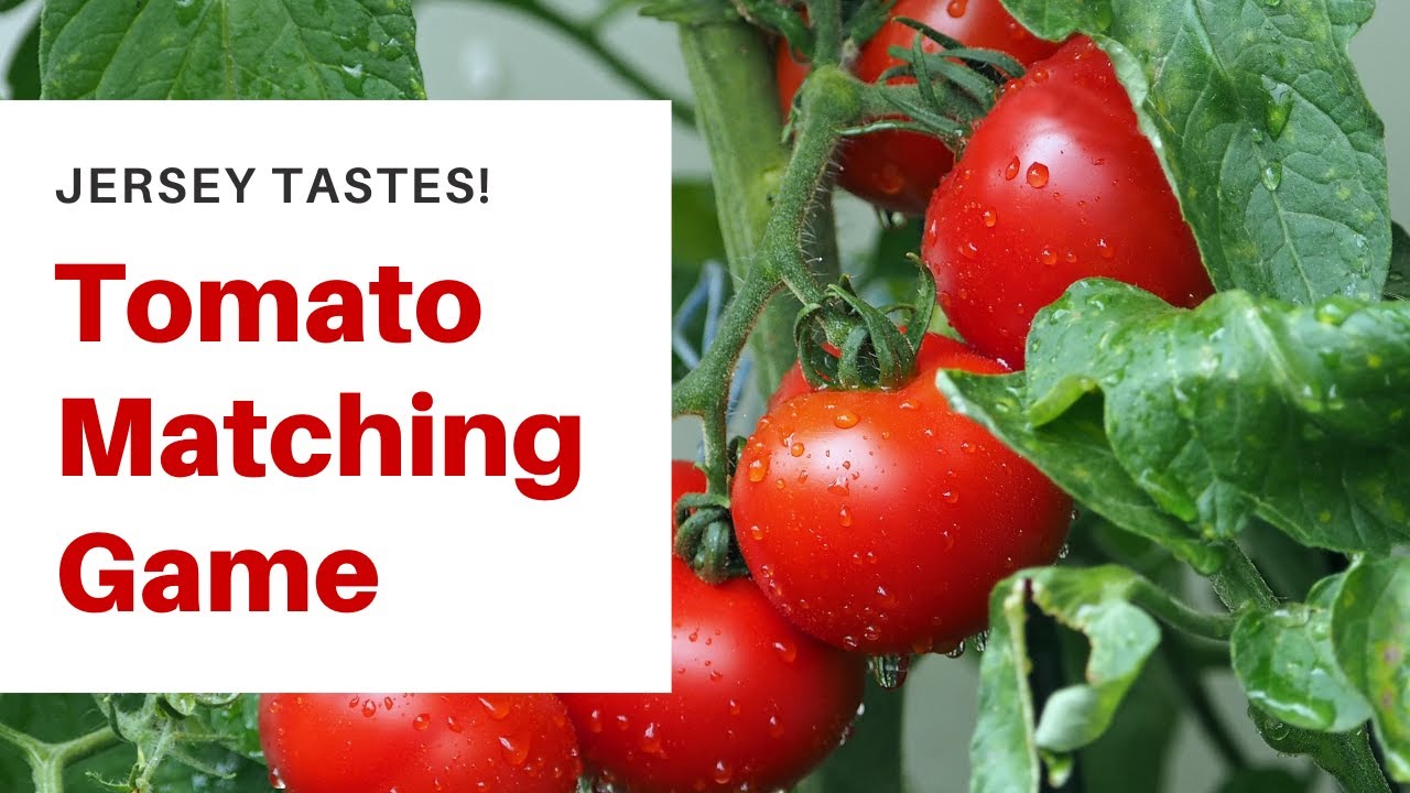 Jersey Tastes! Tomato Variety Matching Game - YouTube