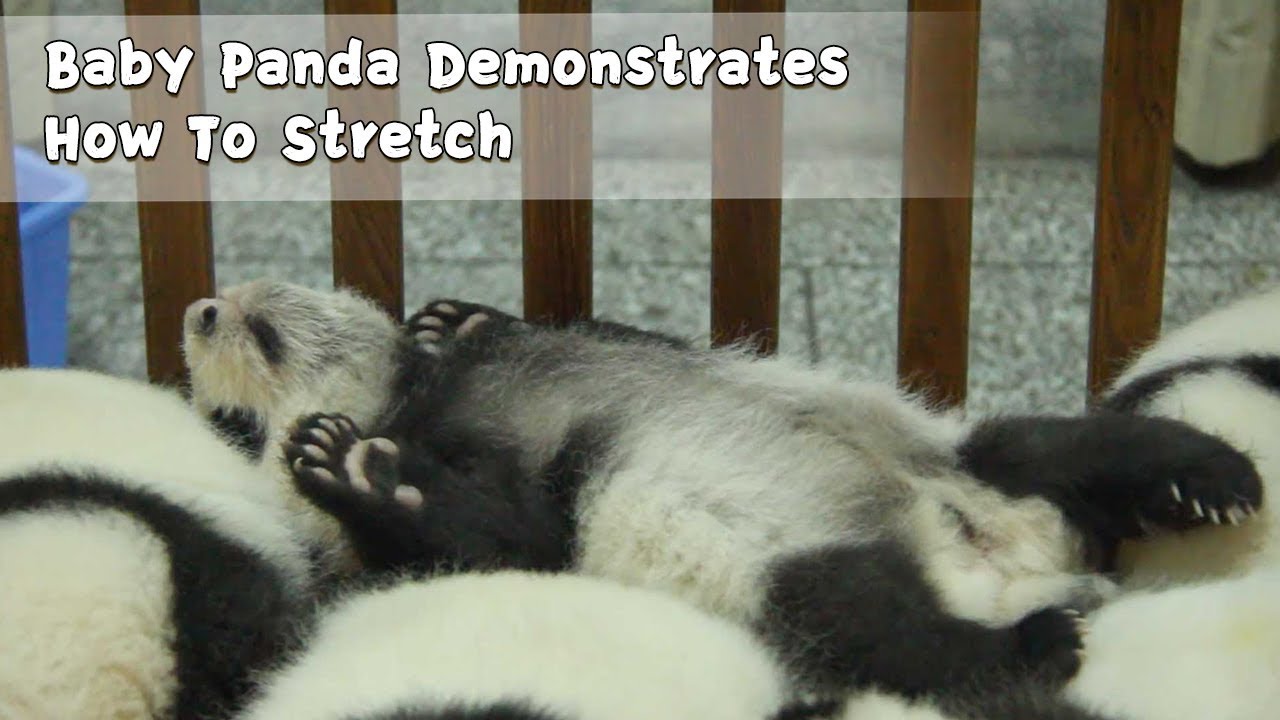 Baby Panda Demonstrates How To Stretch | iPanda - YouTube