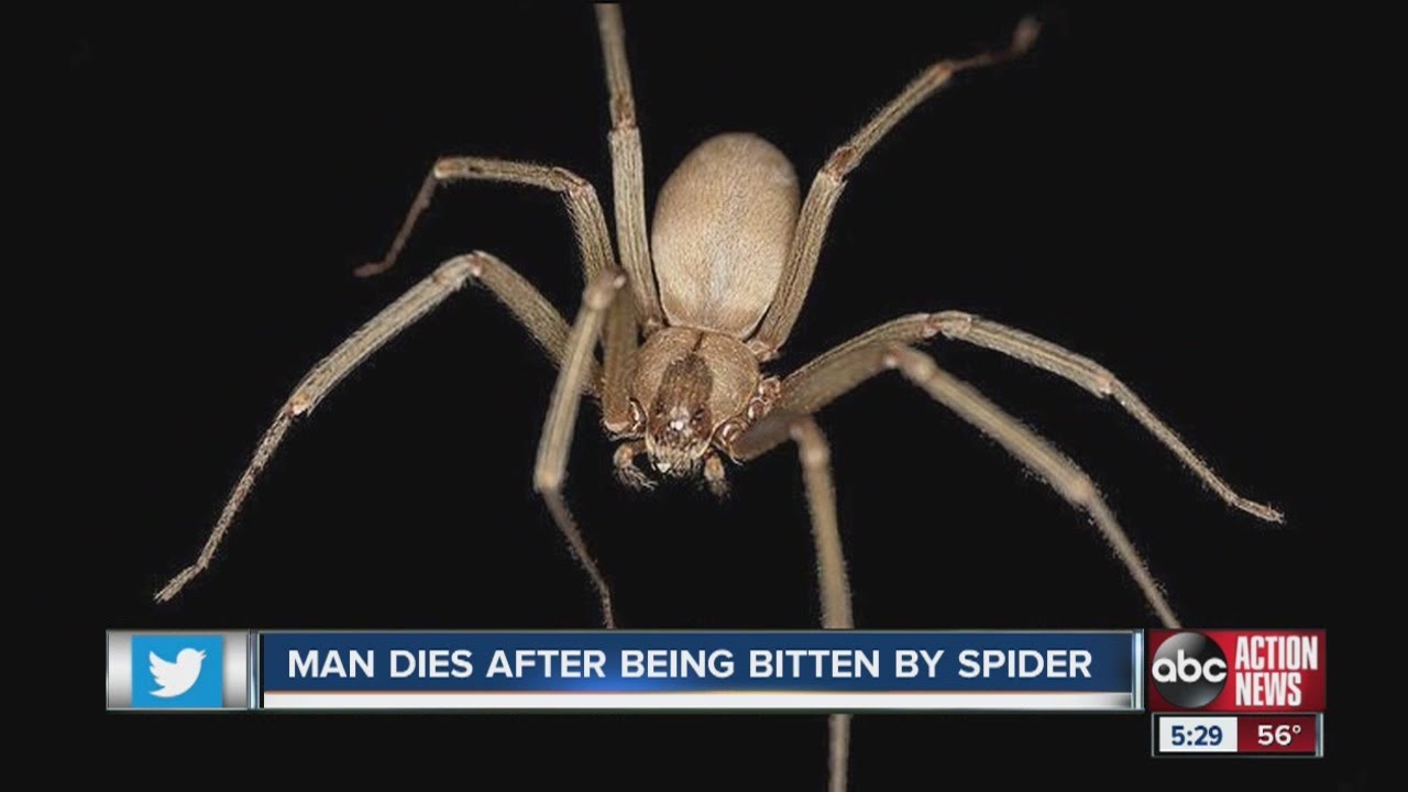 Brown recluse blamed for Polk man's death - YouTube