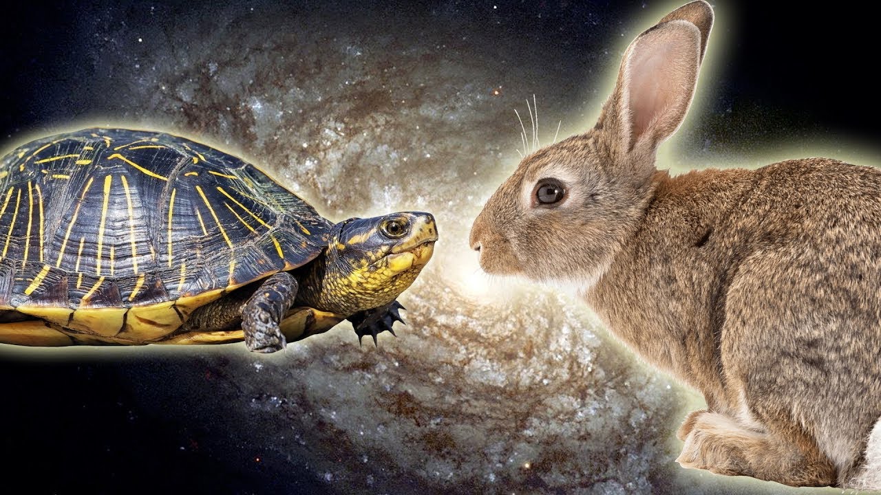 THE HARE AND THE TORTOISE - Board Game Time [Review] - YouTube