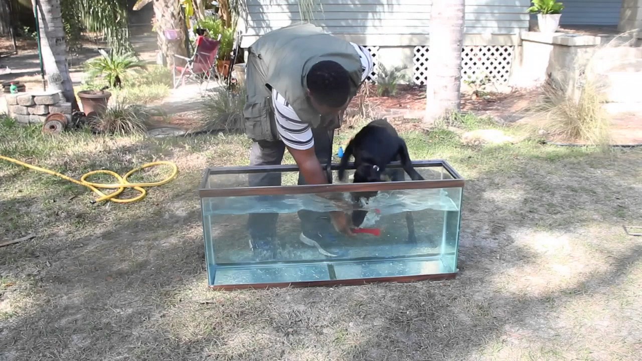 Vanguard k9;Puppy Training the take command - YouTube