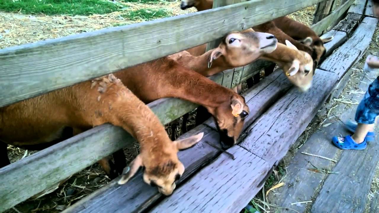 苗栗飞牛牧场 Flying Cow Ranch, Miao Li Taiwan - YouTube