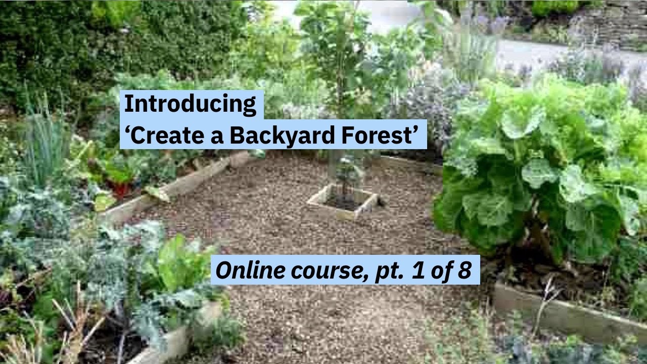 Introducing ‘Create a Backyard Forest’ - YouTube