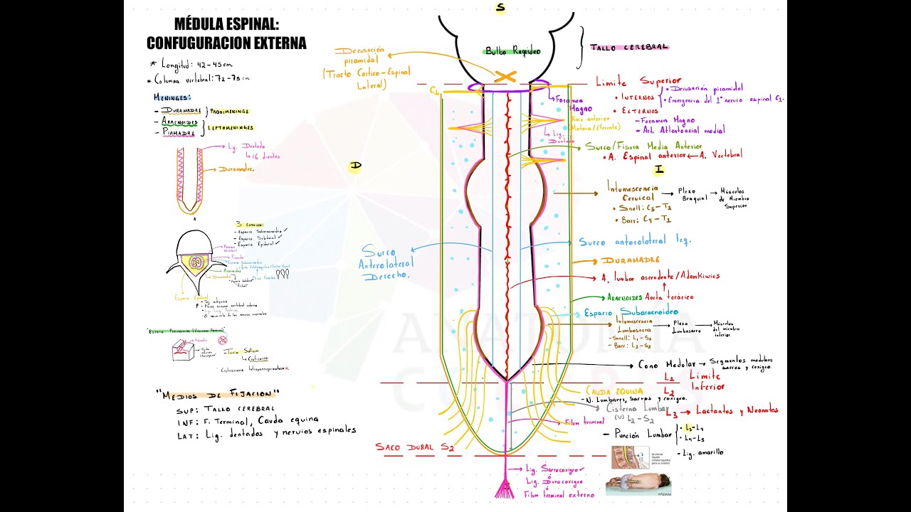 MÉDULA ESPINAL PARTE I - YouTube