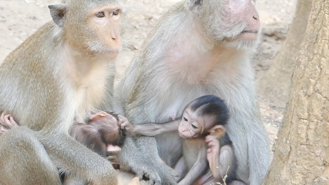 Adorable Baby Monkey Need Milk So Much, Cute Baby Monkey 2020 - YouTube