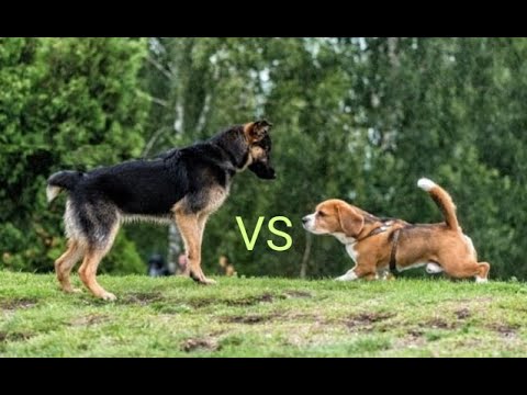 fight of German Shepherd and Beagle | Beagle attack on German Shepherd ...