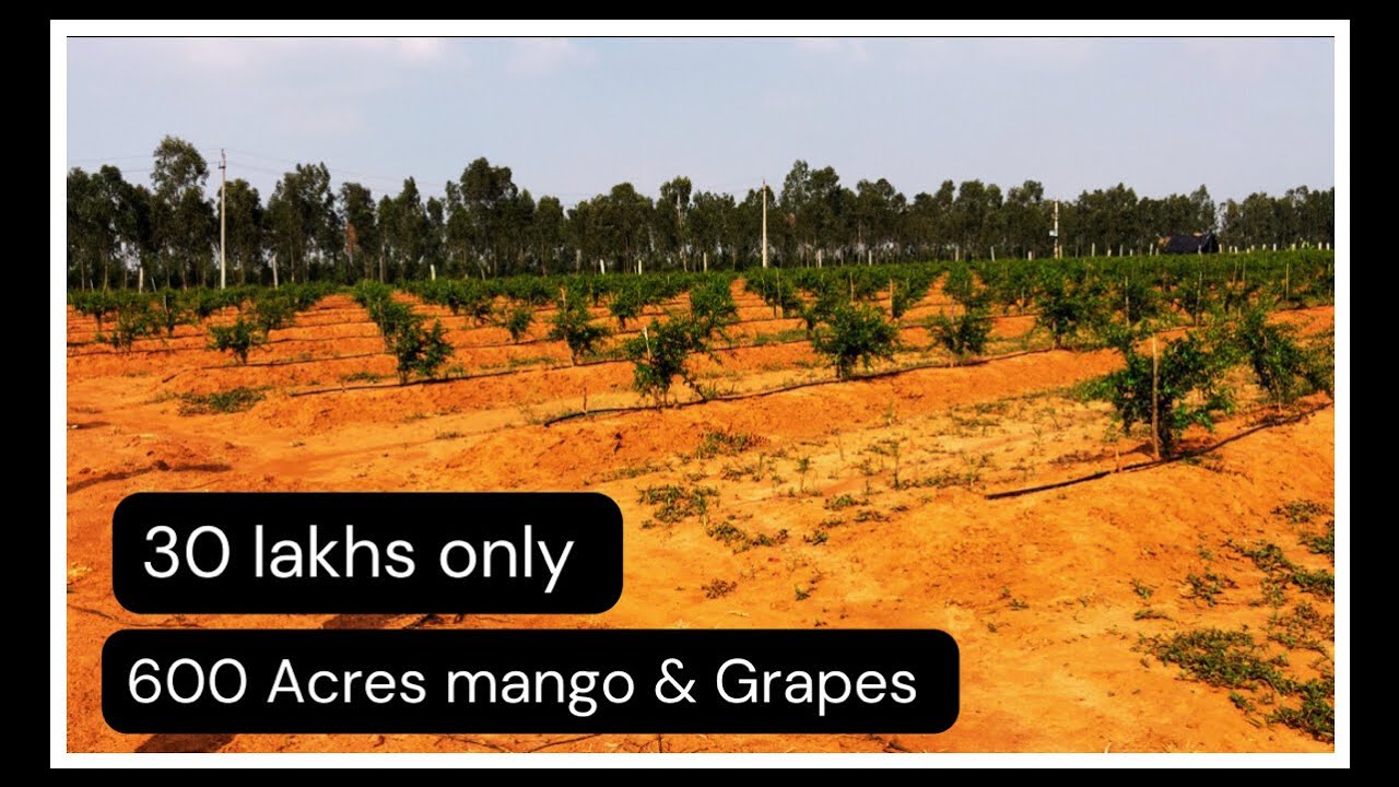 600 Acre Mango farmhouse gardens sale Tumukur district || Bangalore-110 ...
