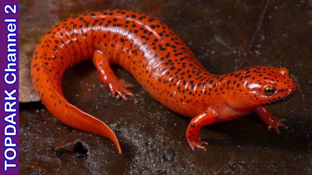 10 Especies hermosas de salamandras - YouTube