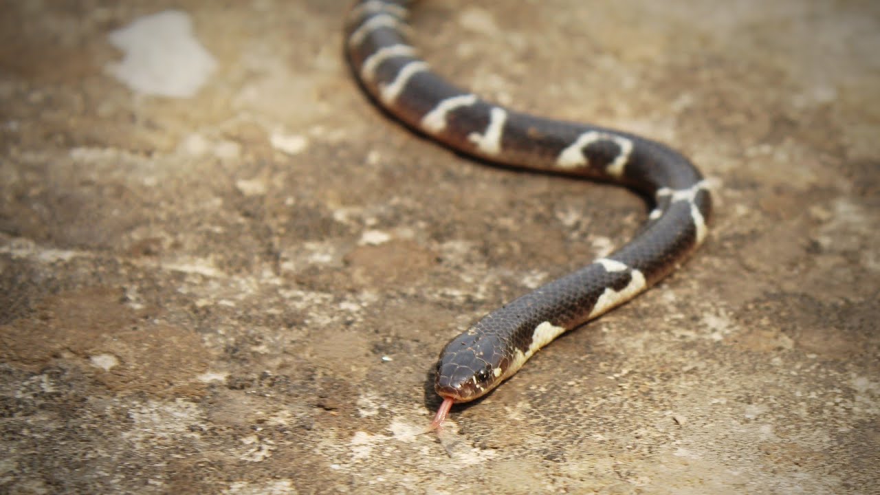 common krait in Himachal | himalayan wildlife . - YouTube