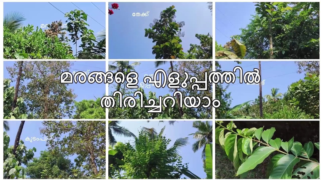 കേരളത്തിലെ മരങ്ങളെ എളുപ്പത്തിൽ തിരിച്ചറിയാം | Easily Identify Major ...