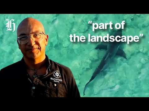 Spectacular shark sighting in Northland | Herald NOW - YouTube