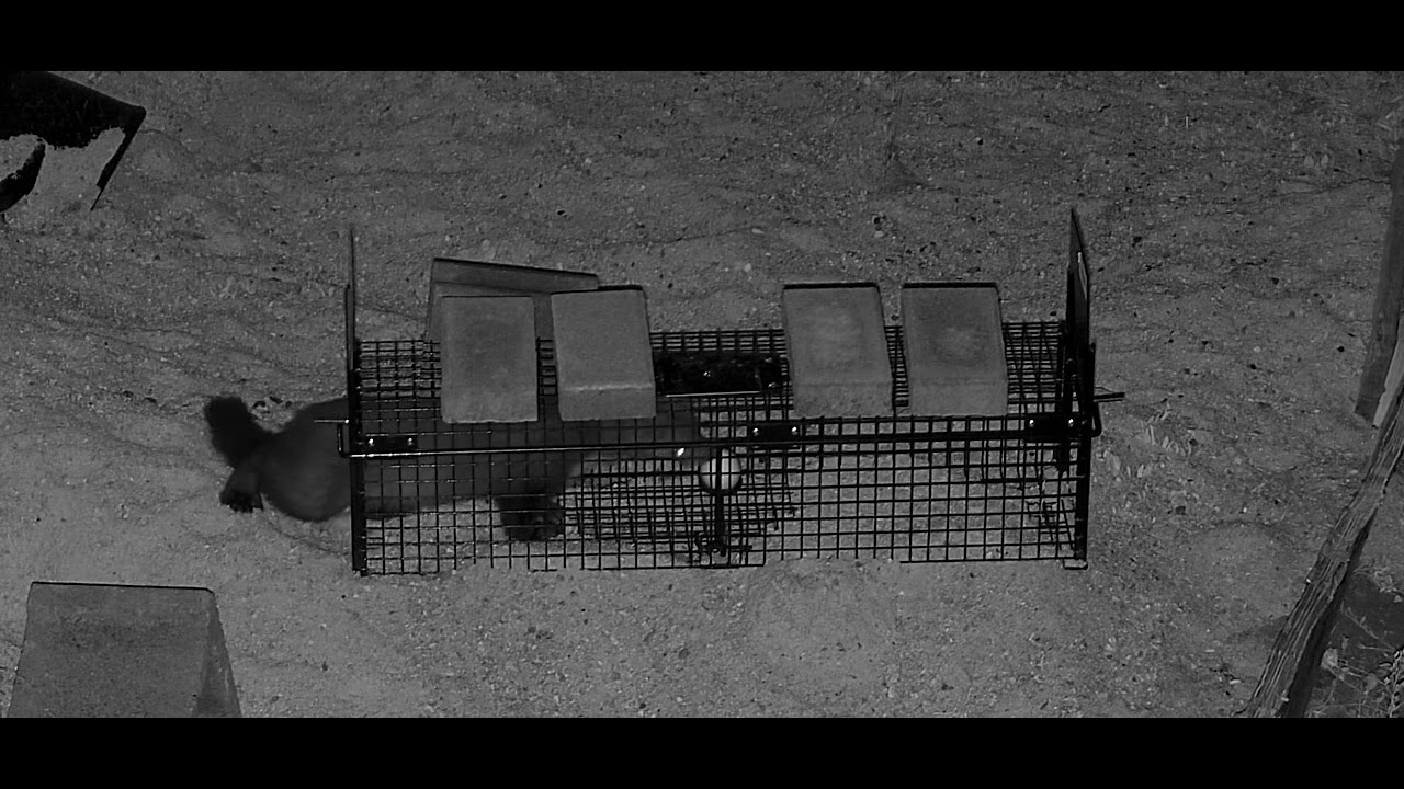 Marten Trapped with an egg. - YouTube