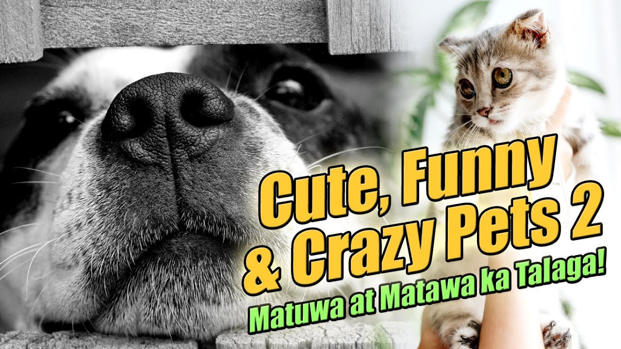 Cute, Funny & Crazy Pets 2 - YouTube